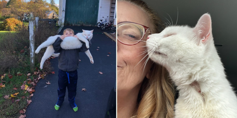 Long-Lost Cat's Healing Reunion with Family After String of Events