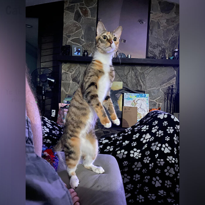 Easy 'Rule' About a Cat's Adjustment Period That Could Save Lives