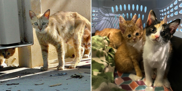 A Stop for Coffee Leads Cat Man Chris to Dunkin' and the Donuts