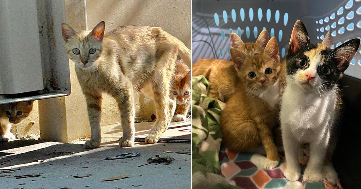 A Stop for Coffee Leads Cat Man Chris to Dunkin' and the Donuts