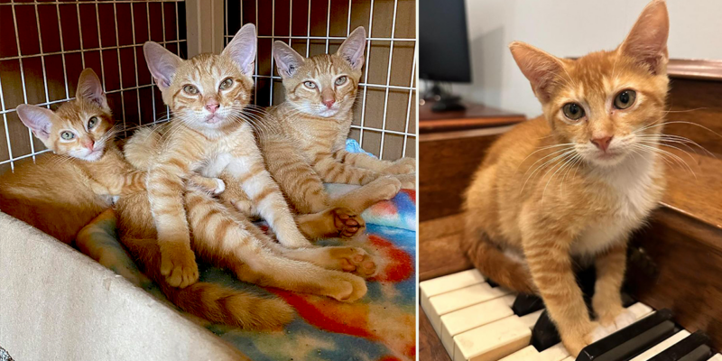 Cat Man Chris Ginger Kitten Rescues Form Rock Band HISS