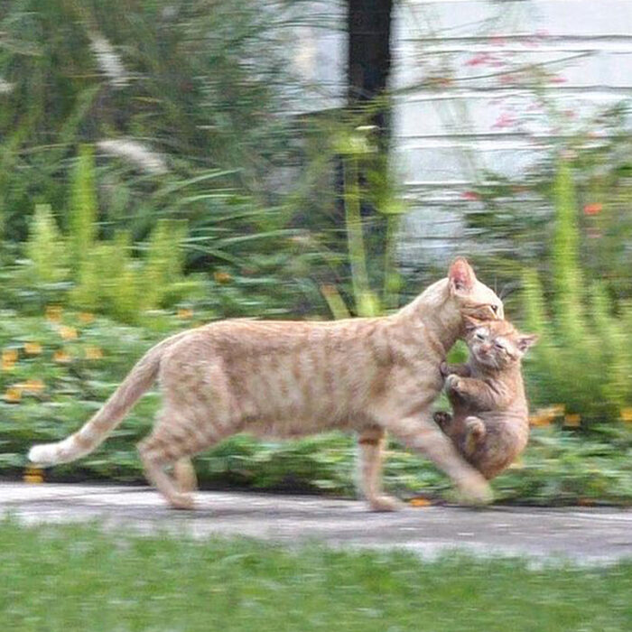 Cat Man Chris Ginger Kitten Rescues Form Rock Band HISS