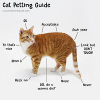 Easy 'Rule' About a Cat's Adjustment Period That Could Save Lives