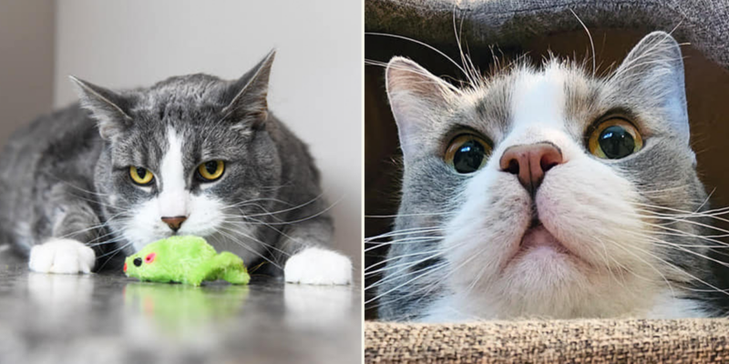 Megachonky Charlie Seeks Furever Family and Personal Trainer