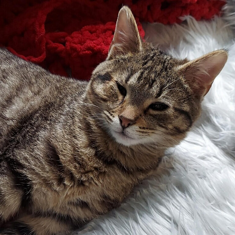 Family Wears Eye Patches to Celebrate Adopting One-Eyed Doug