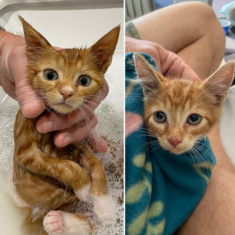 A Stop for Coffee Leads Cat Man Chris to Dunkin' and the Donuts
