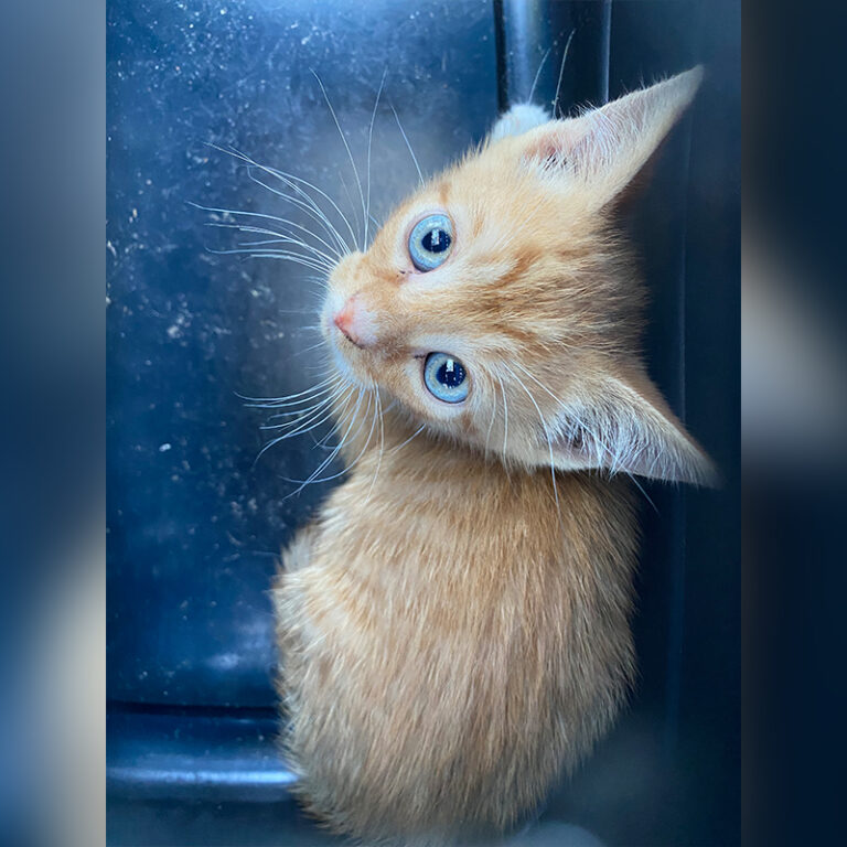 A Stop for Coffee Leads Cat Man Chris to Dunkin' and the Donuts