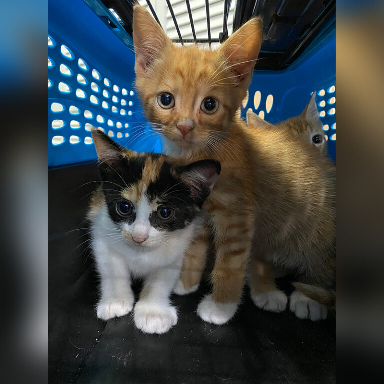 A Stop for Coffee Leads Cat Man Chris to Dunkin' and the Donuts