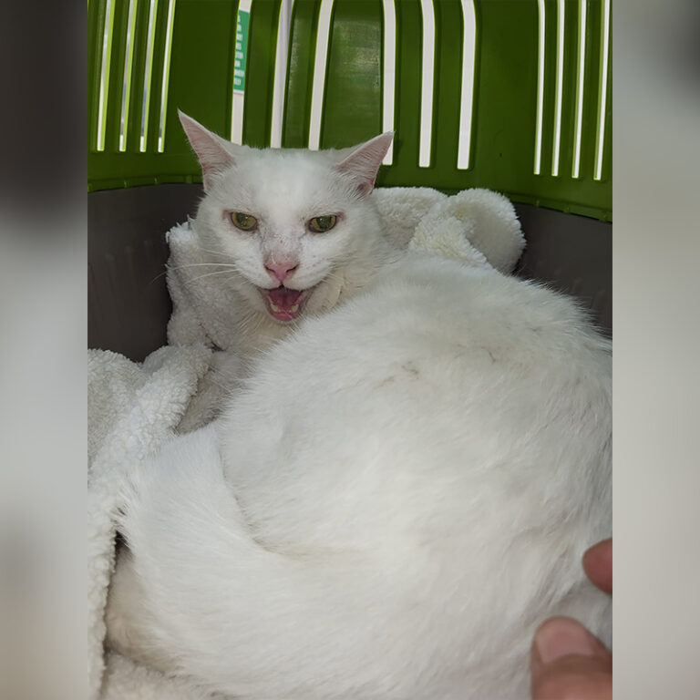Long-Lost Cat's Healing Reunion with Family After String of Events