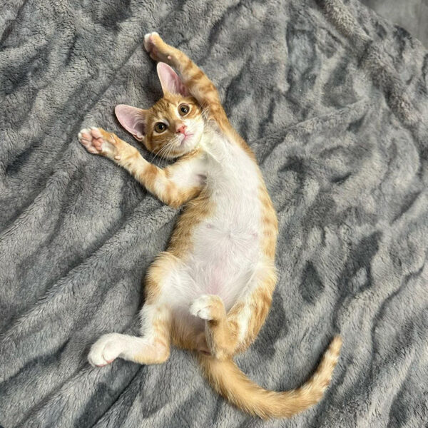 Strontium the Abandoned Cat Seeks Chemistry with Right Family