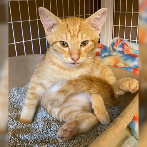Cat Man Chris Ginger Kitten Rescues Form Rock Band HISS