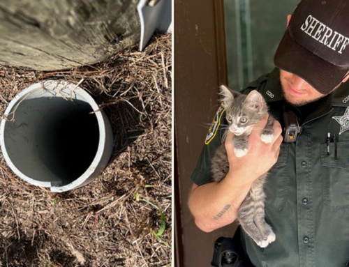 Warmth First: Rescuer's Lifesaving Tip Caring for Newborn Kittens