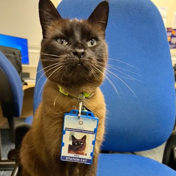Daisy the Cat Sneaks into Police Station and Earns a Badge
