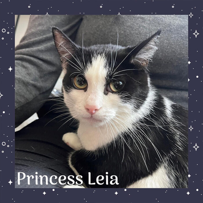 'Princess Leia' Sneaks into Home with Seven Star Wars Kittens