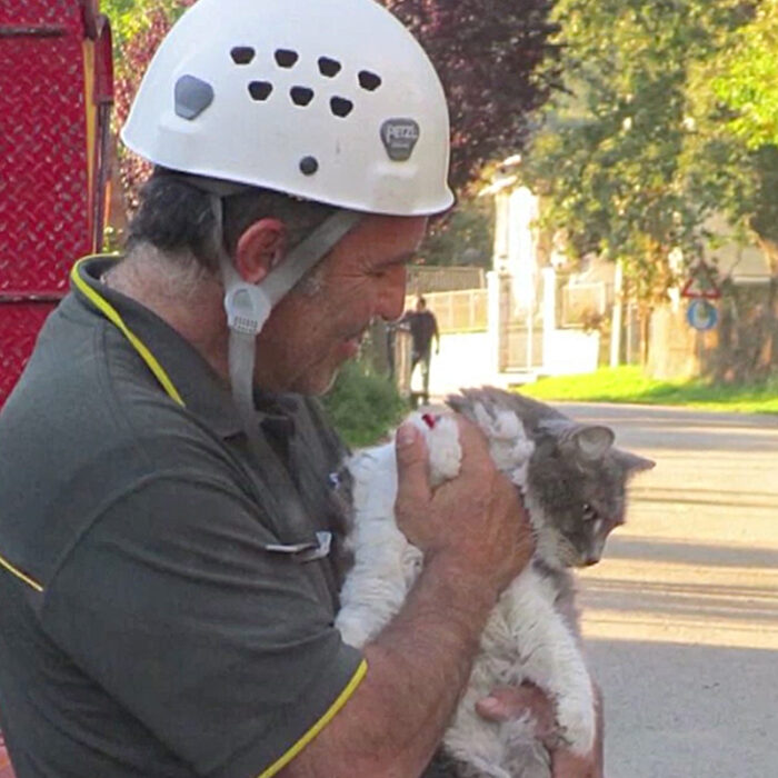 Italian Firefighters Find Rocco the Cat 32 Days After Earthquake