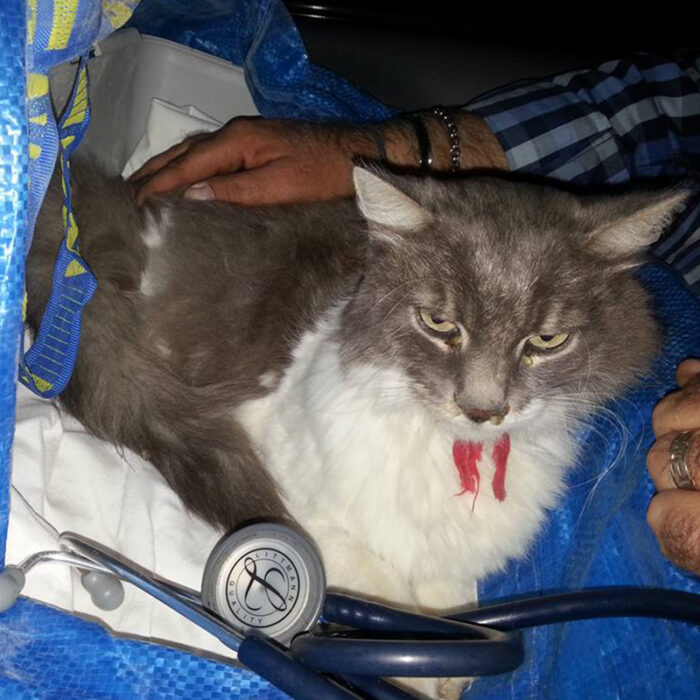 Italian Firefighters Find Rocco the Cat 32 Days After Earthquake
