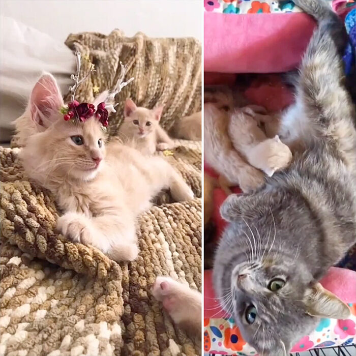Rare Rescue of Friendly Mama Cat That Goes Purrfectly