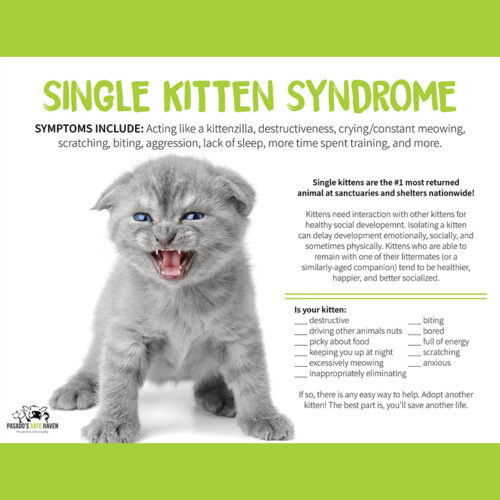 Rescuers' Spirits Get a Boost When Family Adopts Three Kittens