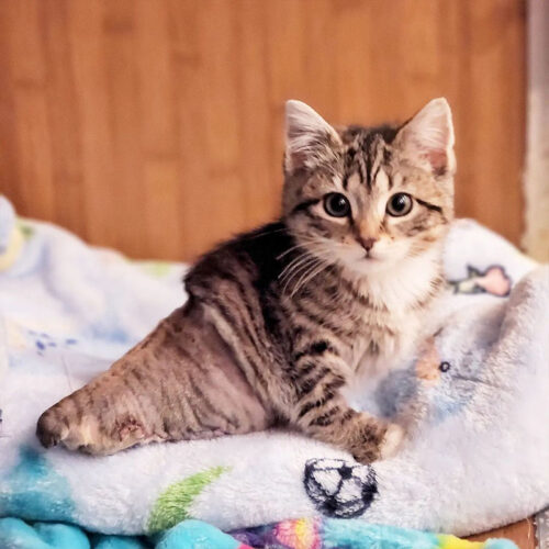 Sprinkle the Kitten Lost Her Legs and Tail but Still Tackles Life