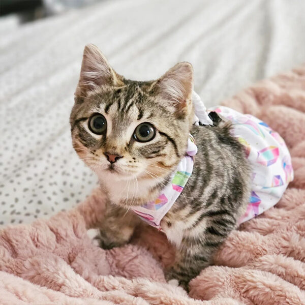 Sprinkle the Kitten Lost Her Legs and Tail but Still Tackles Life