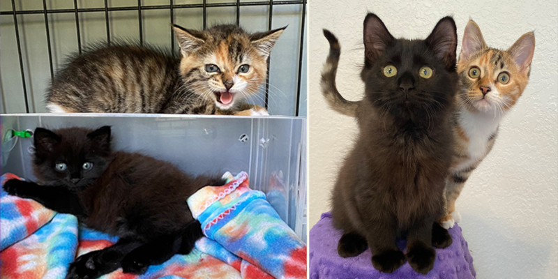 Easy 'Rule' About a Cat's Adjustment Period That Could Save Lives