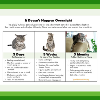 Easy 'Rule' About a Cat's Adjustment Period That Could Save Lives