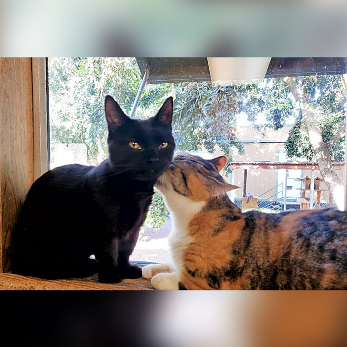 Bonded Cats Umi and Suna Go Together Like Sand and Ocean