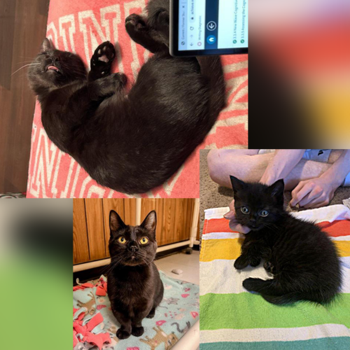 Bonded Cats Umi and Suna Go Together Like Sand and Ocean