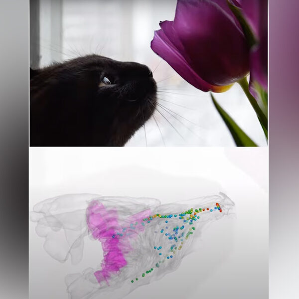 Scientists Find a Cat's Sense of Smell Beats Best Lab Equipment