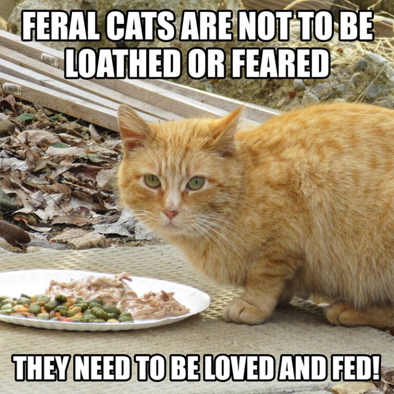 Easy 'Rule' About a Cat's Adjustment Period That Could Save Lives