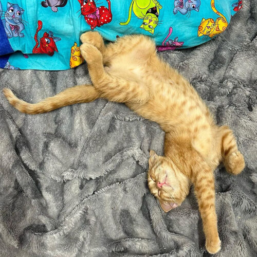 Strontium the Abandoned Cat Seeks Chemistry with Right Family