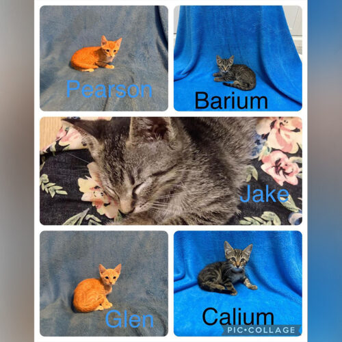 Strontium the Abandoned Cat Seeks Chemistry with Right Family