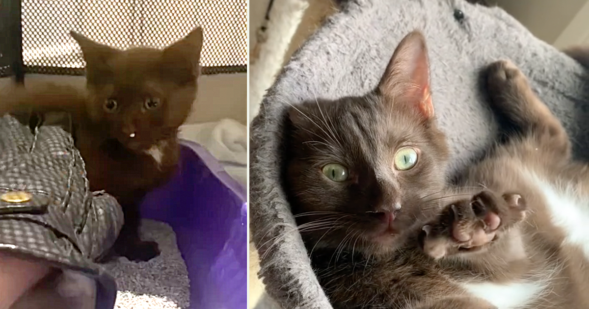 Foster Mom Risks Injury to Save a Wild Brown 'Bear' Kitten