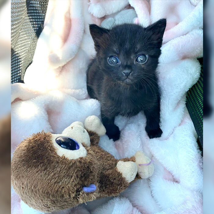 Kitten with Big Alien Eyes and Head Blasts Off for a Bright Future