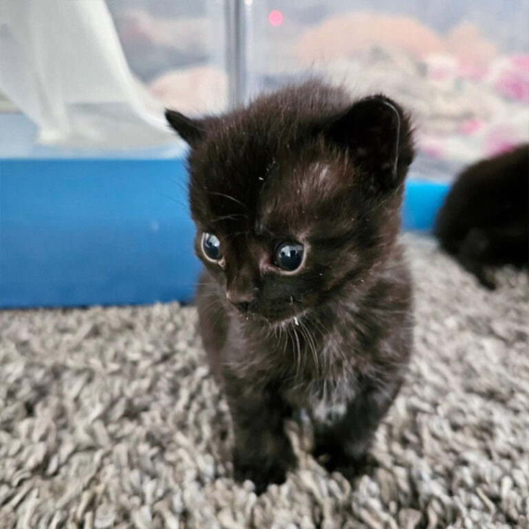 Kitten with Big Alien Eyes and Head Blasts Off for a Bright Future