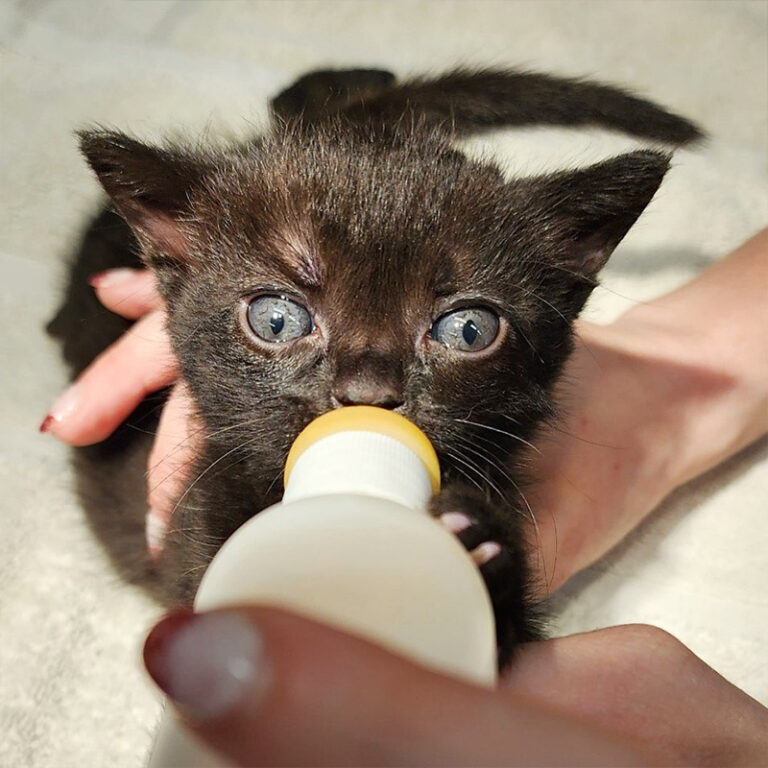 Kitten with Big Alien Eyes and Head Blasts Off for a Bright Future