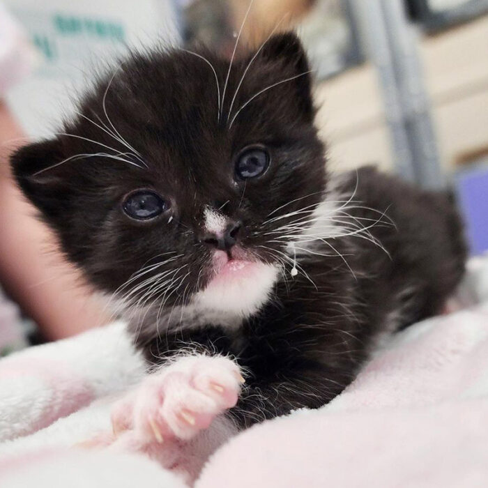Kitten with Big Alien Eyes and Head Blasts Off for a Bright Future