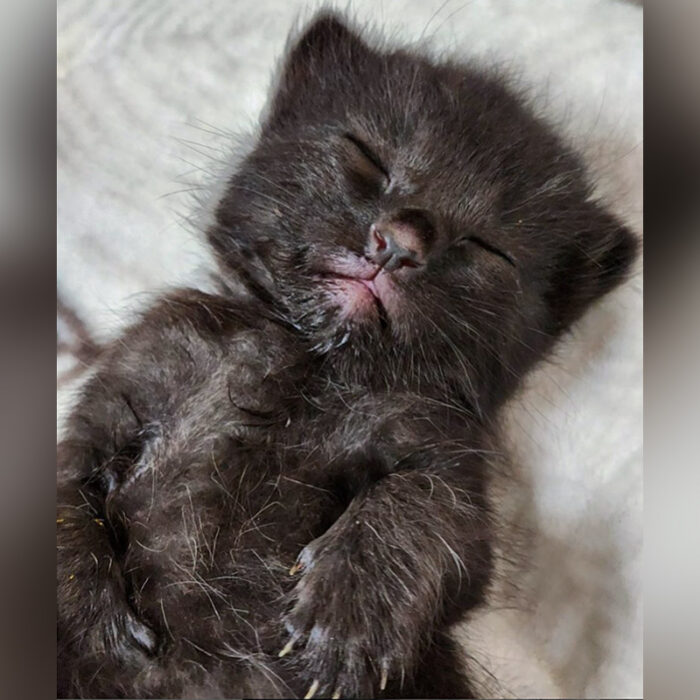 Kitten with Big Alien Eyes and Head Blasts Off for a Bright Future