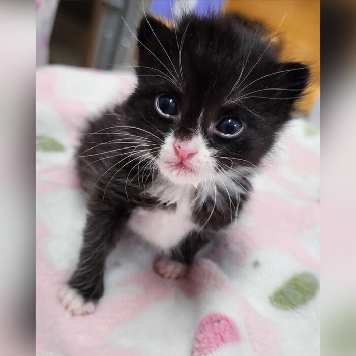 Kitten with Big Alien Eyes and Head Blasts Off for a Bright Future