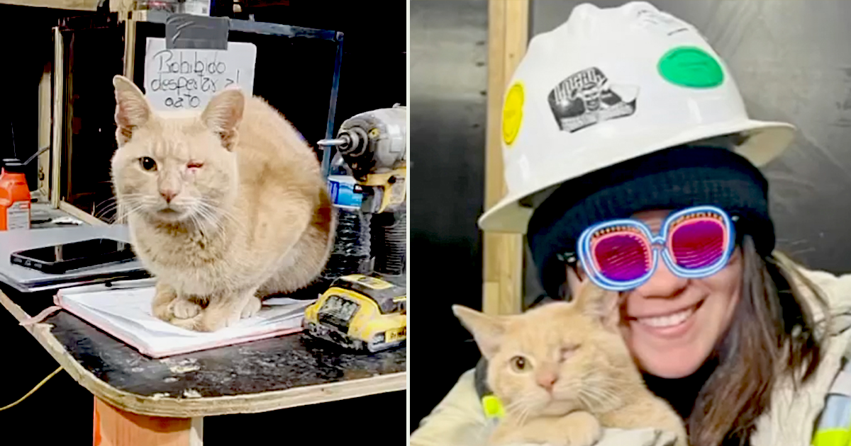 Cat Injured at Construction Site Builds an Ameowzing New Life