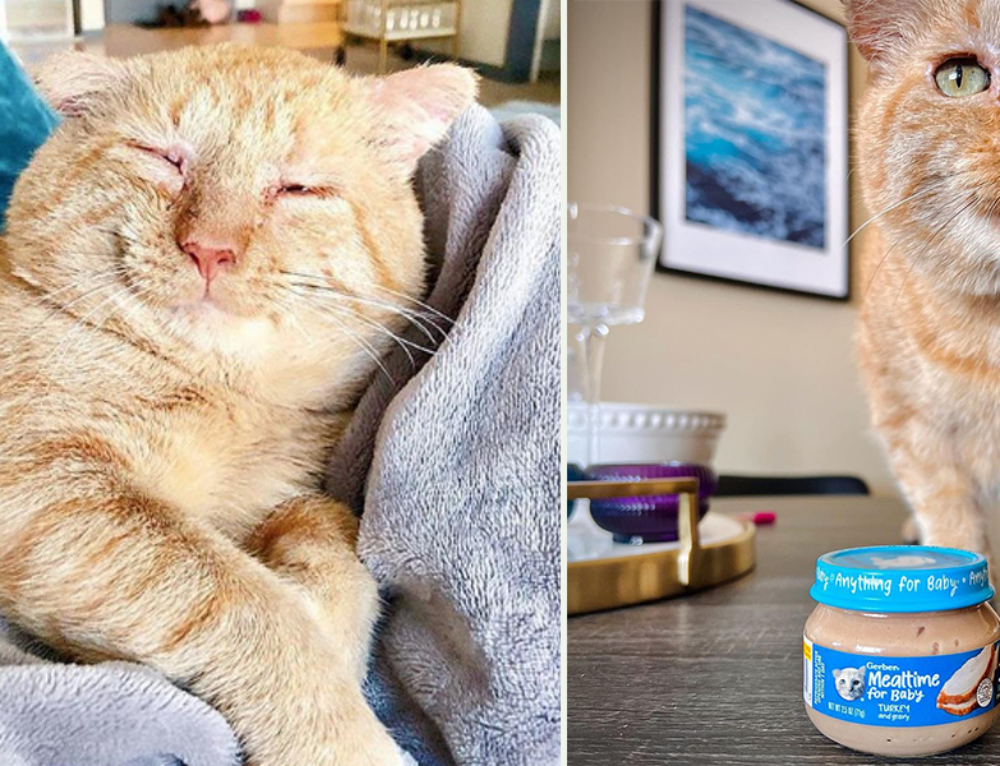 Cat Sleeping Habits And Facts About Our Feline Friends - Cole & Marmalade