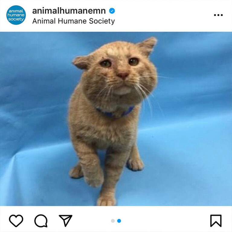 Lovable Rescued Tomcat from Minnesota Poses as Gerber Baby
