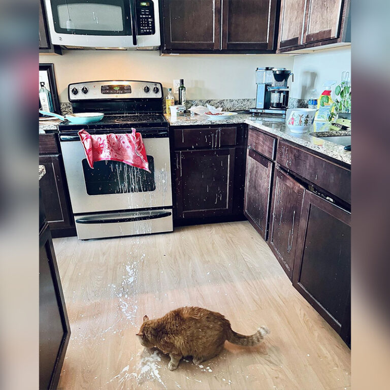 Lovable Rescued Tomcat from Minnesota Poses as Gerber Baby