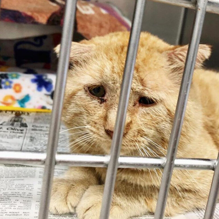 Lovable Rescued Tomcat from Minnesota Poses as Gerber Baby