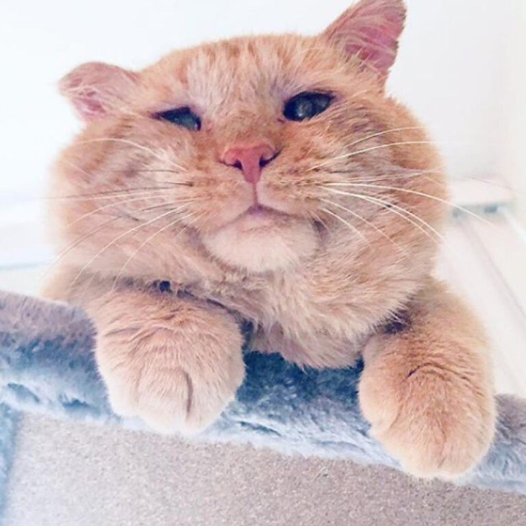 Lovable Rescued Tomcat from Minnesota Poses as Gerber Baby