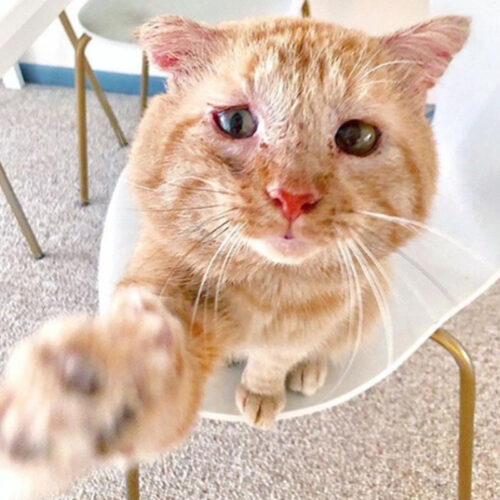 Lovable Rescued Tomcat from Minnesota Poses as Gerber Baby