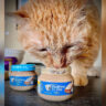 Lovable Rescued Tomcat from Minnesota Poses as Gerber Baby