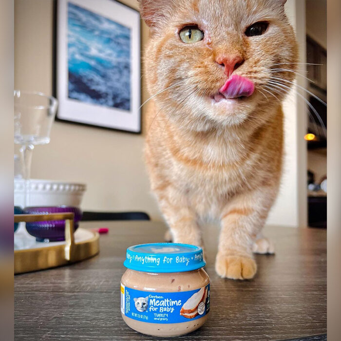 Lovable Rescued Tomcat from Minnesota Poses as Gerber Baby
