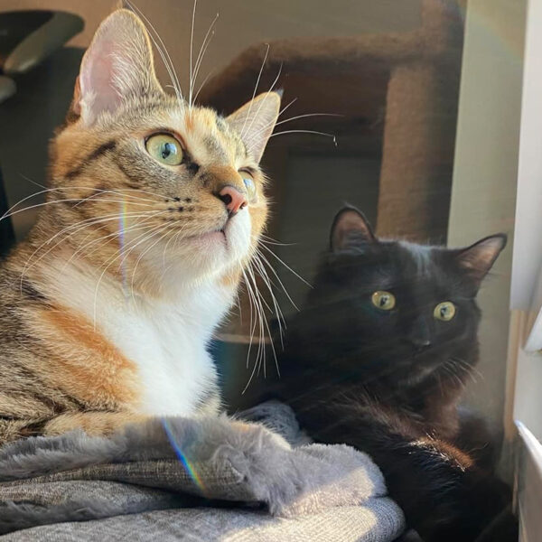 Here's What to Expect from 'Teenage' Cats