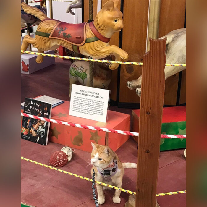 Museum to House Cats in North Carolina a Cat Lover's Purradise!